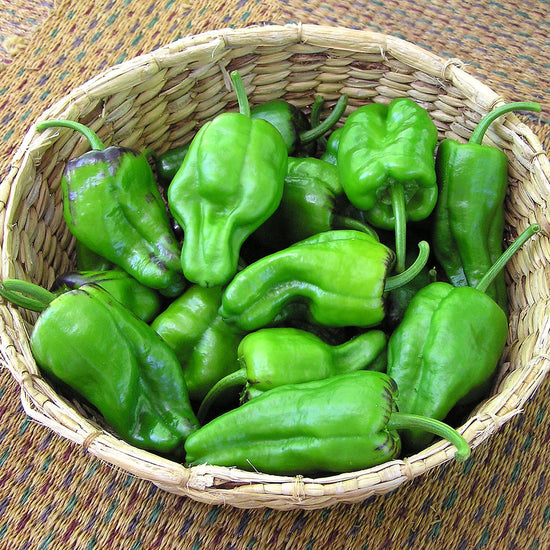 'Spanish Padron' Tapas Peppers – Renee's Garden