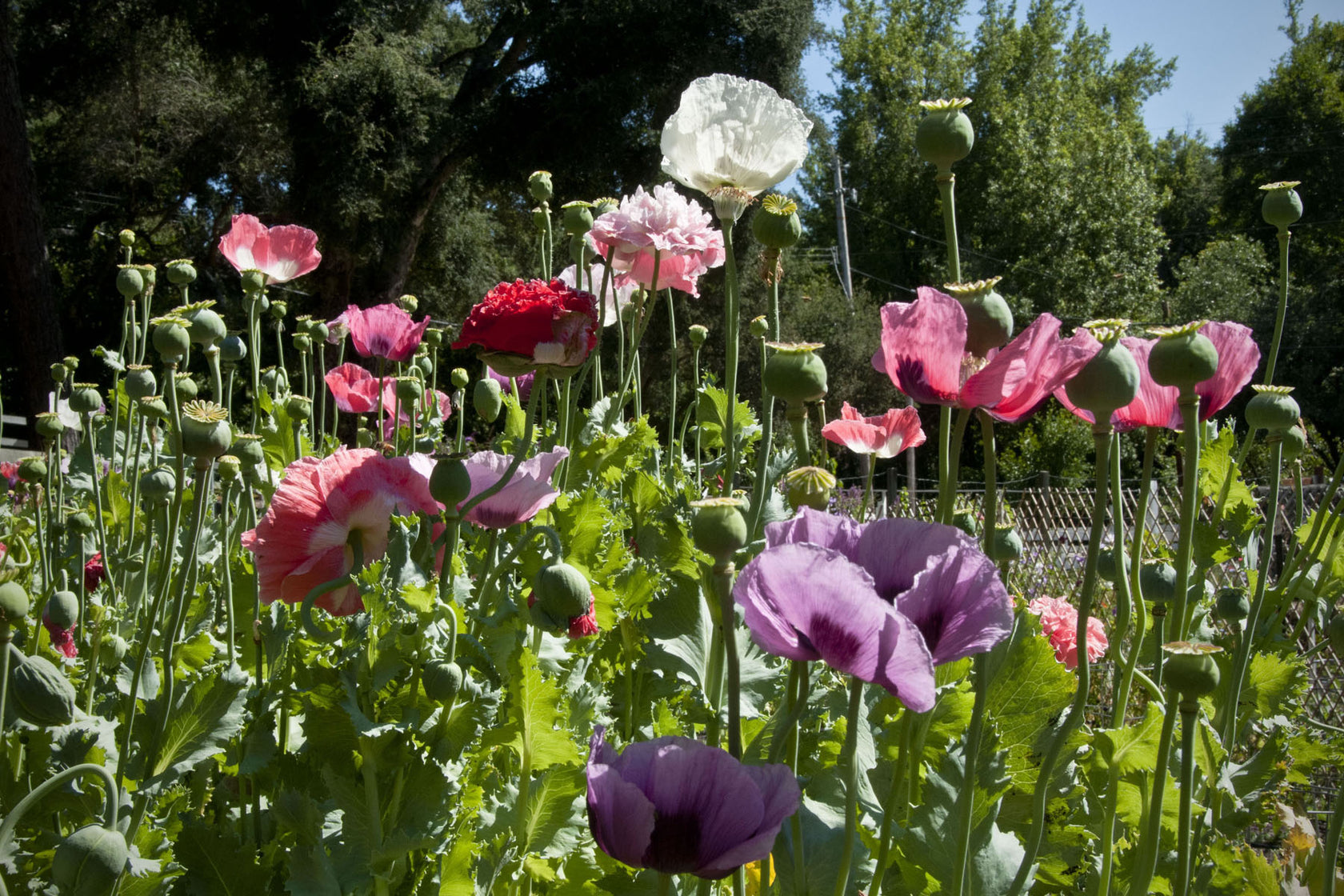 'French Flounce' Heirloom Carnation Poppies – Renee's Garden