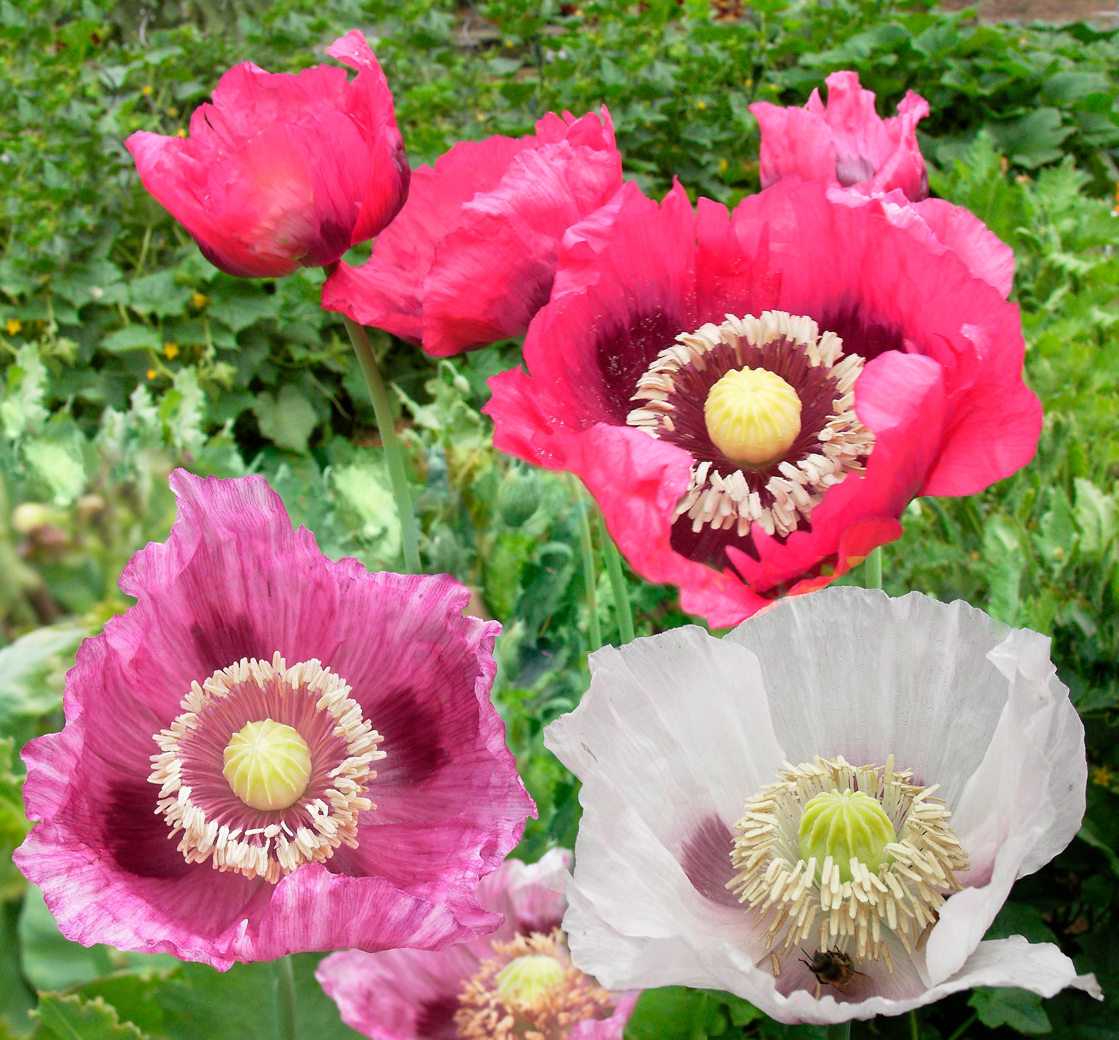 'Pepperbox Poppy' Heirloom Herbs – Renee's Garden