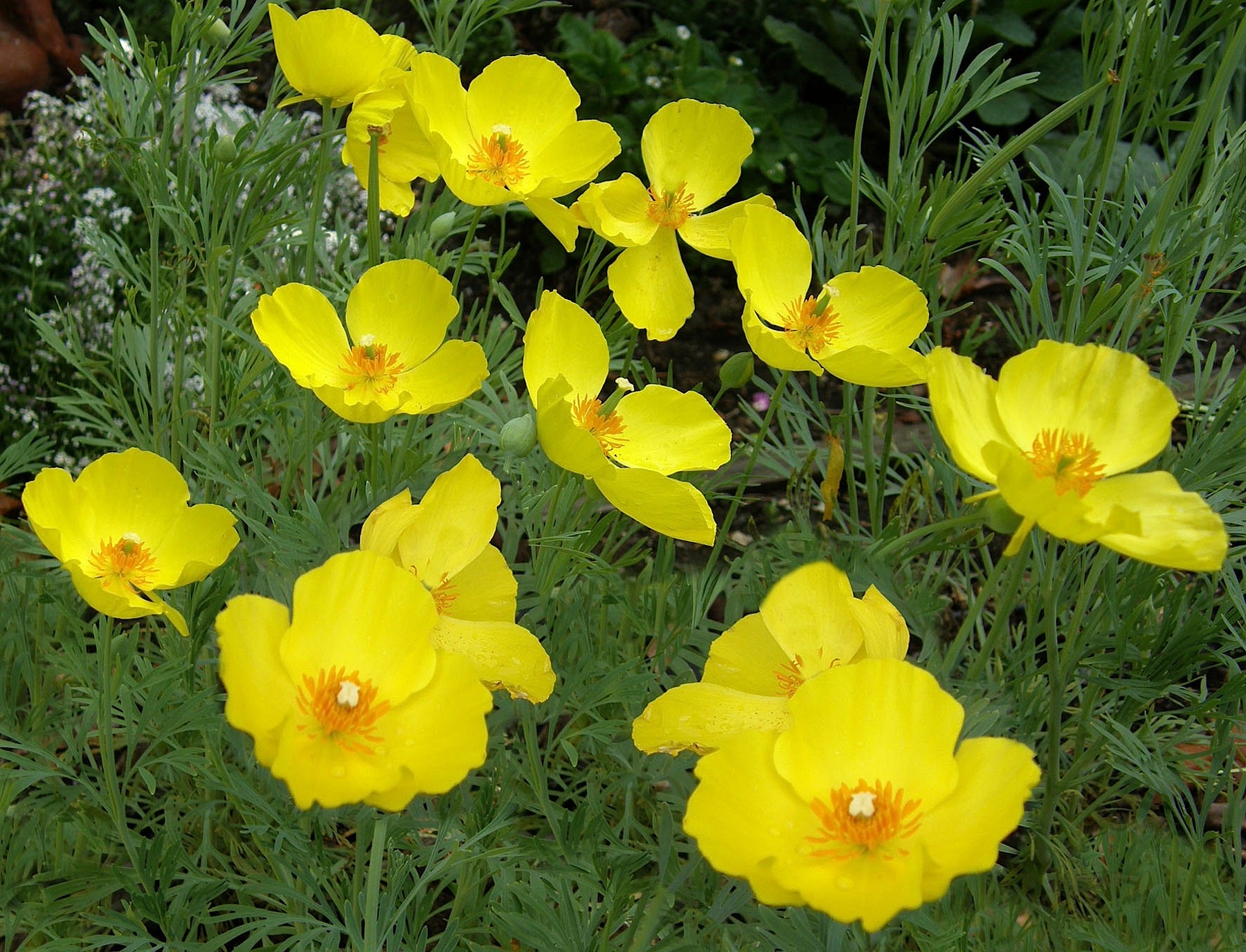 'Mexican Tulip Poppy' Heirloom Butterfly Flowers – Renee's Garden