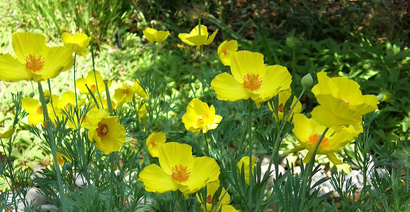 'Mexican Tulip Poppy' Heirloom Butterfly Flowers – Renee's Garden
