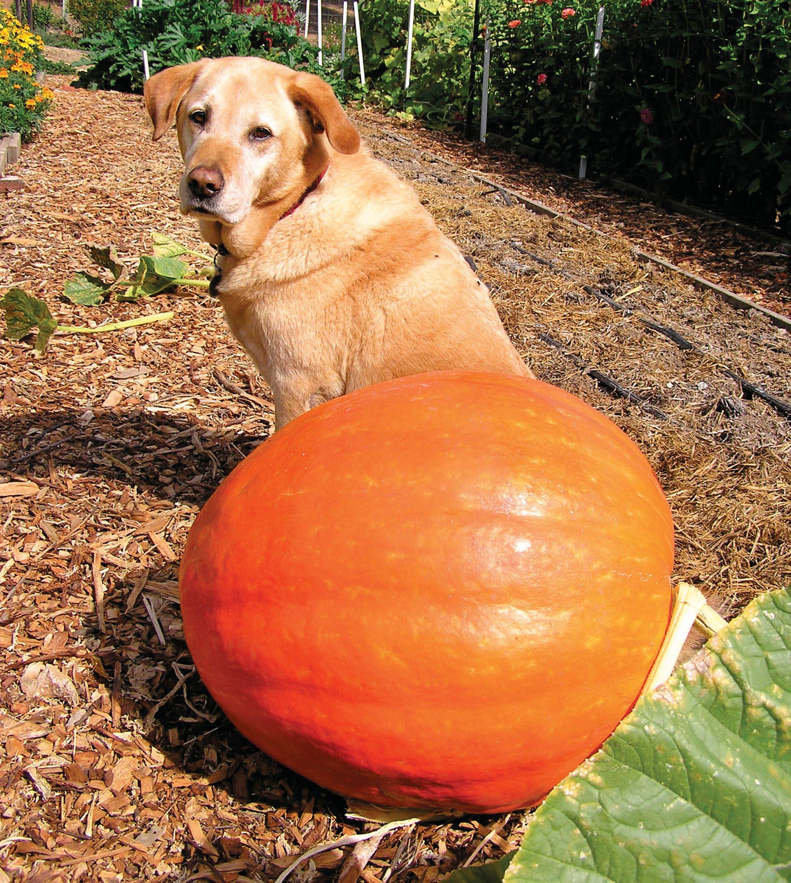 'Wyatt's Wonder' Giant Pumpkins – Renee's Garden