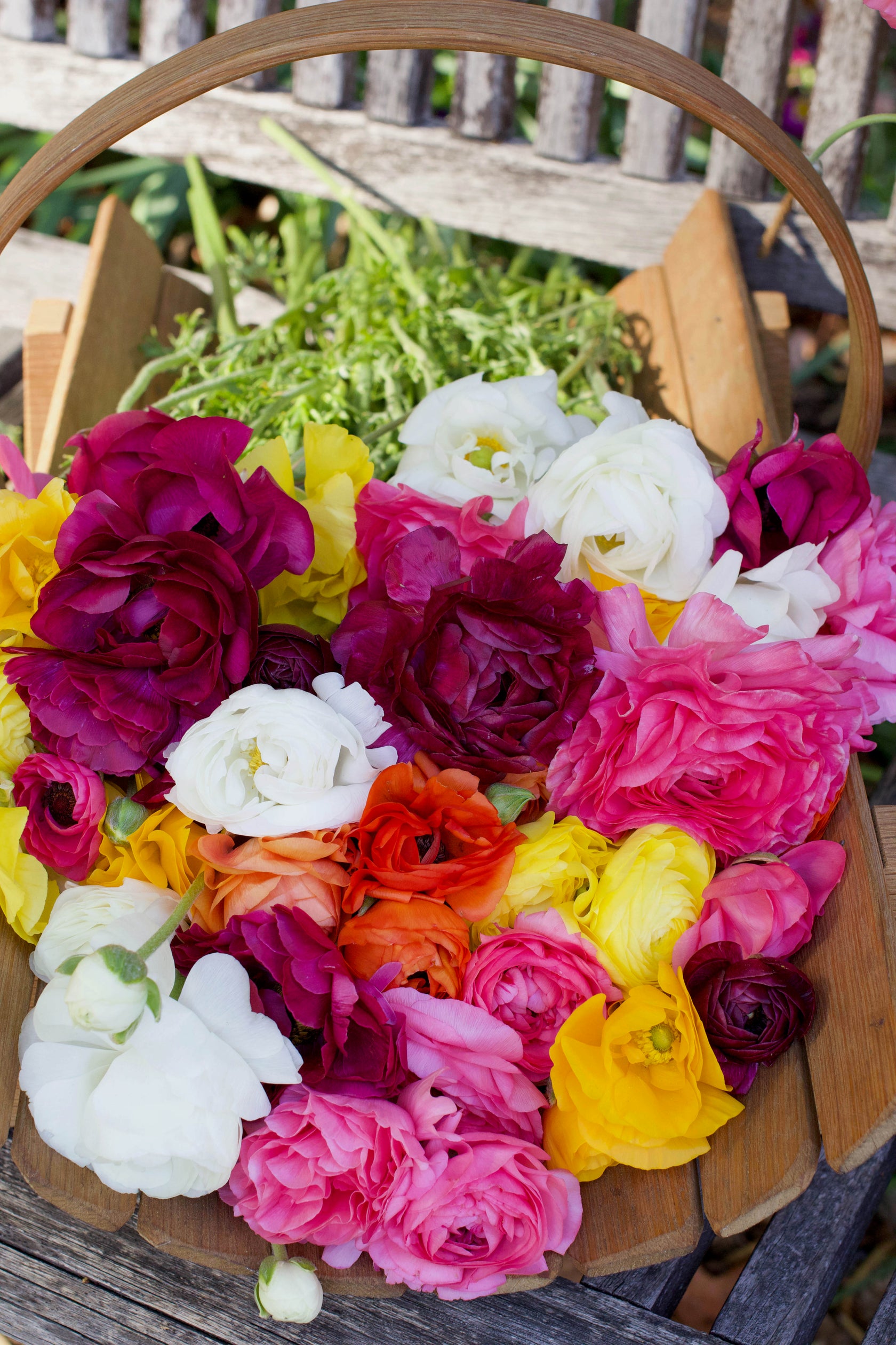 'Jumbo Color Blend' Ranunculus Mix – Renee's Garden