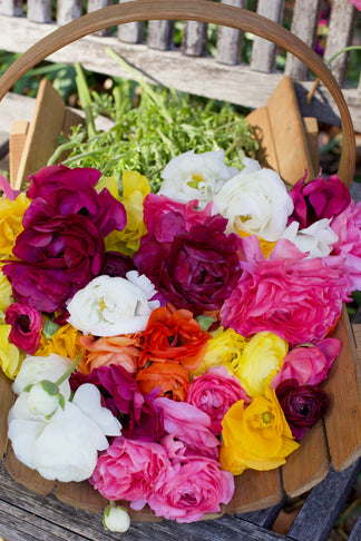 'Jumbo Color Blend' Ranunculus Mix – Renee's Garden