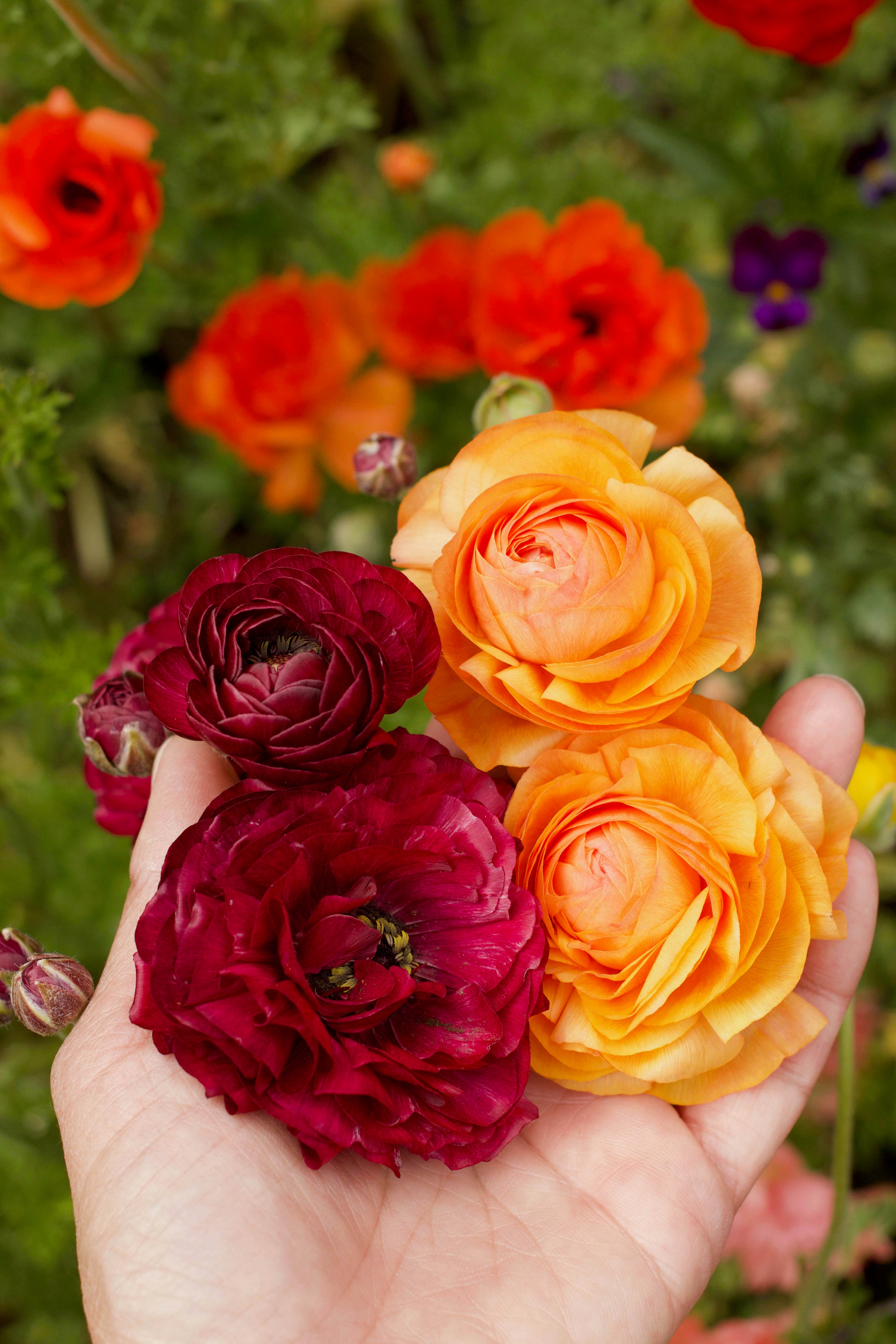 'Jumbo Color Blend' Ranunculus Mix – Renee's Garden