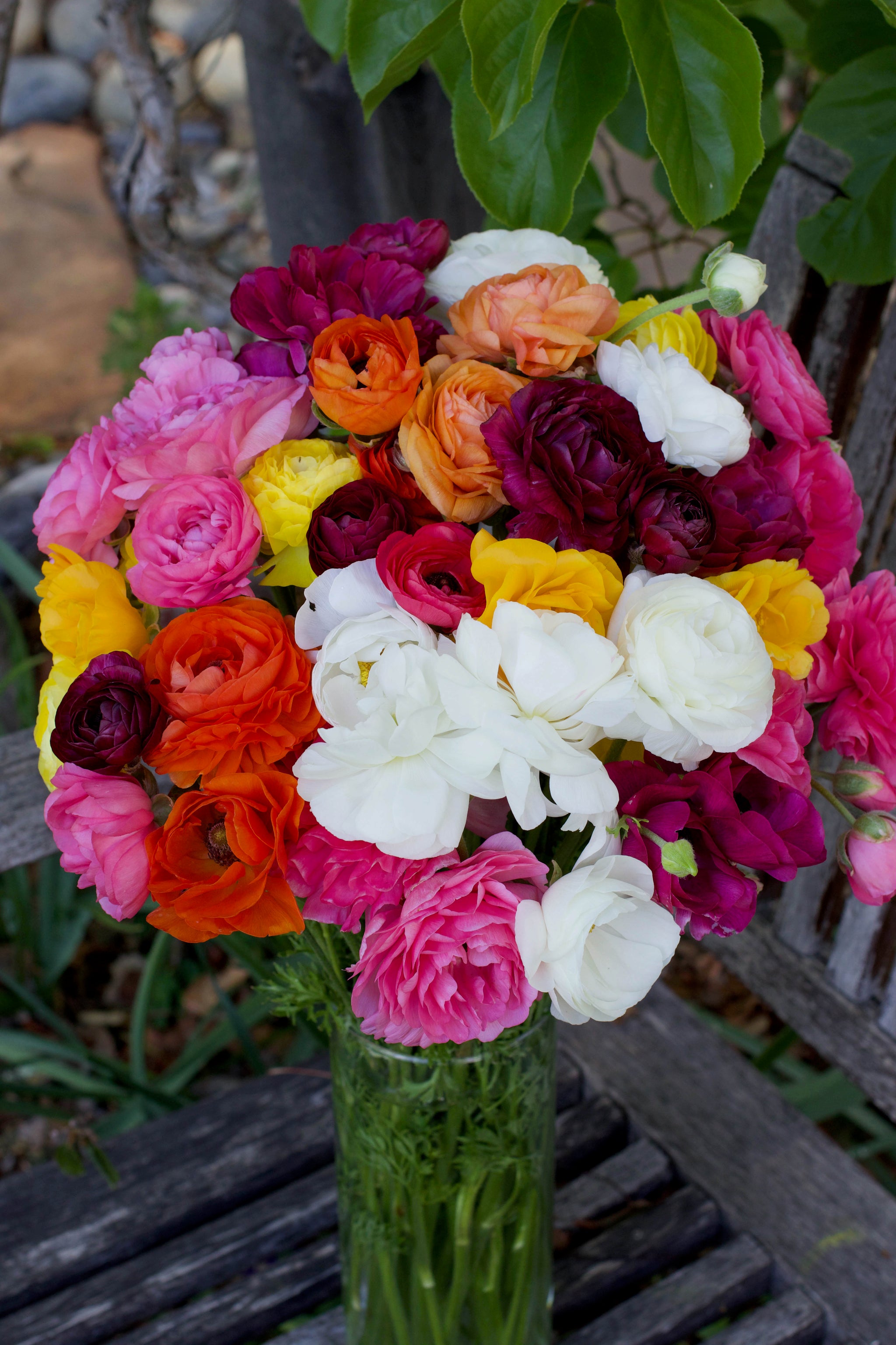 'Jumbo Color Blend' Ranunculus Mix – Renee's Garden