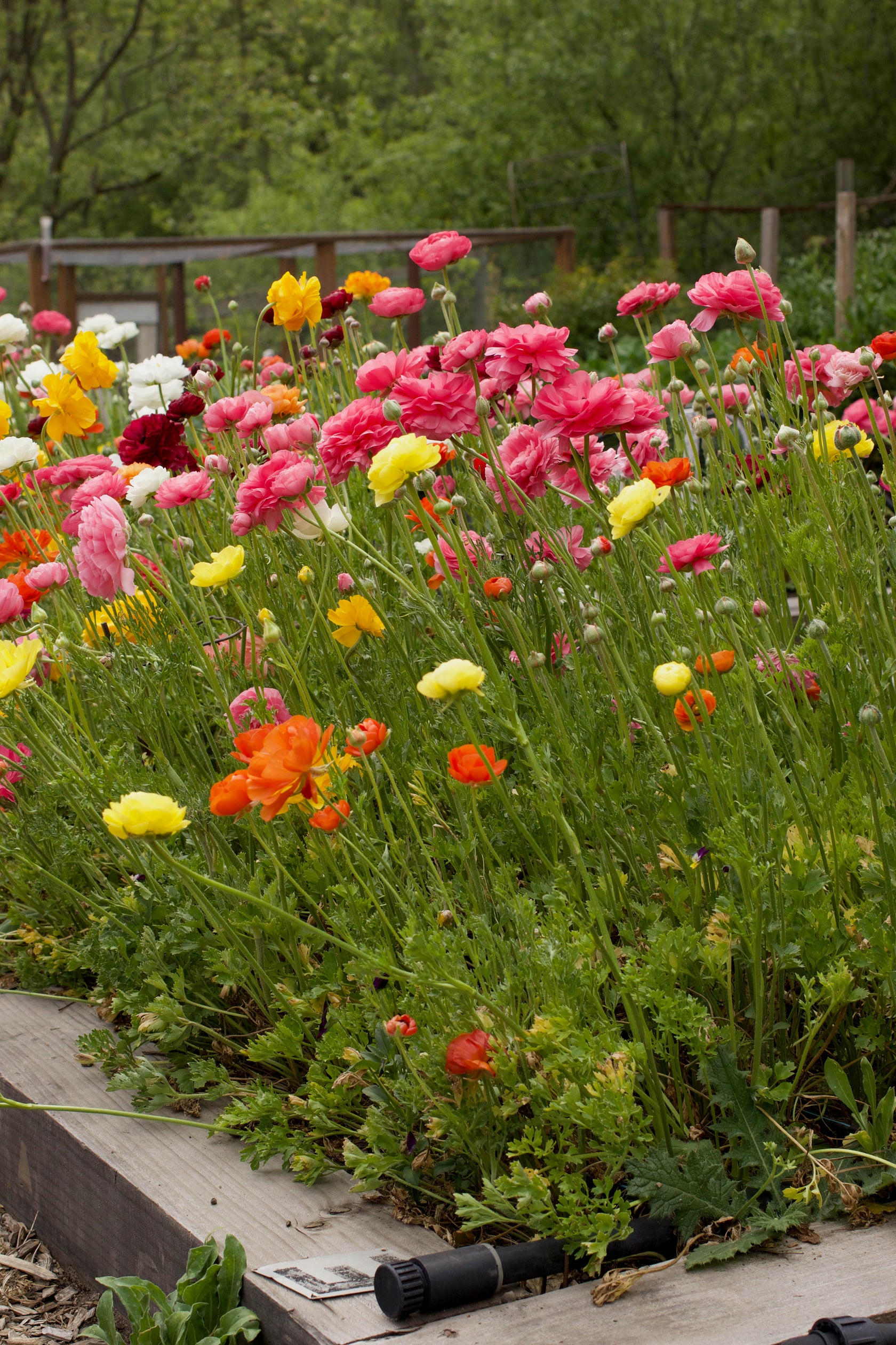 'Jumbo Color Blend' Ranunculus Mix – Renee's Garden