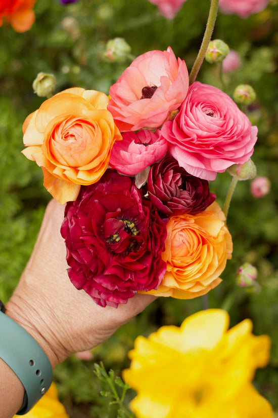 'Jumbo Color Blend' Ranunculus Mix – Renee's Garden