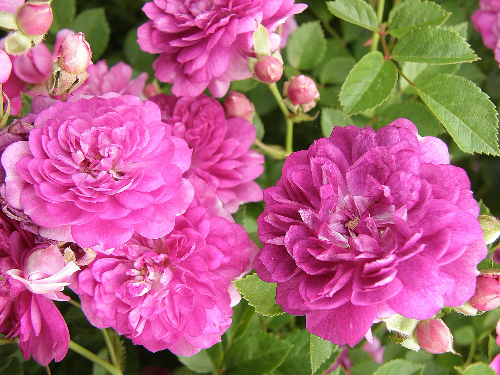 'Angel Wings' Heirloom Miniature Roses – Renee's Garden