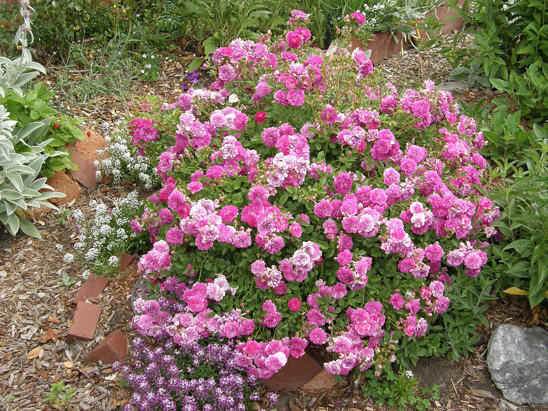 'Angel Wings' Heirloom Miniature Roses – Renee's Garden