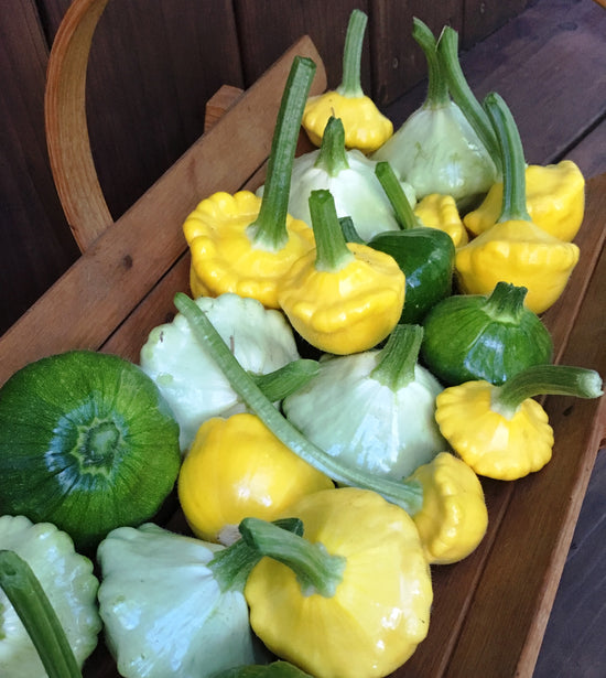'Summer Scallop Trio' Tricolor Pattypan Squash – Renee's Garden