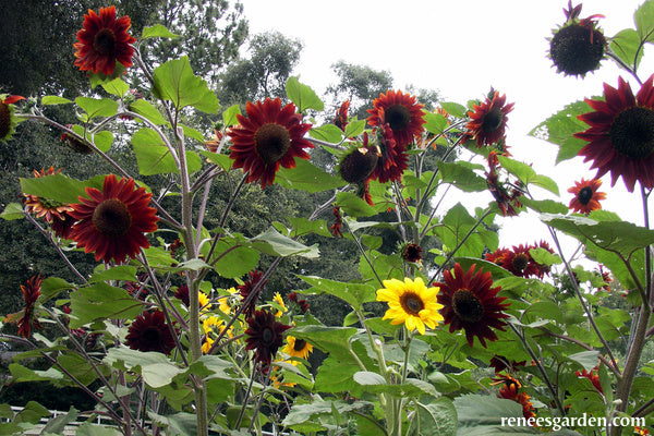 'Bright Bandolier' Bouquet Sunflowers | Renee's Garden Seeds