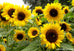 'Sundancer' Border Sunflowers – Renee's Garden