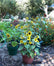 'Junior' Container Sunflowers – Renee's Garden
