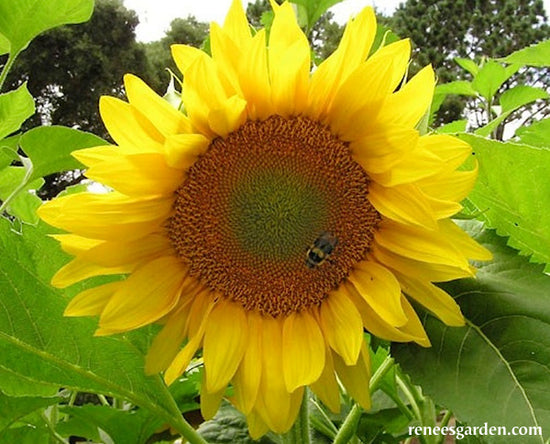 'Heirloom Mammoth Greystripe' Snack Seed Sunflowers – Renee's Garden