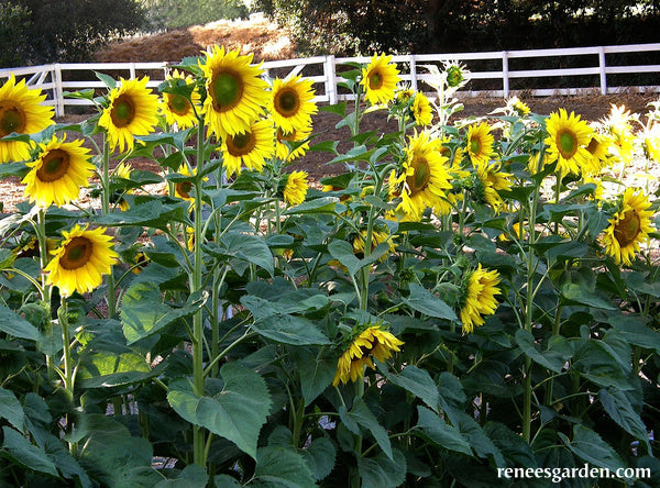 'Heirloom Mammoth Greystripe' Snack Seed Sunflowers | Renee's Garden Seeds