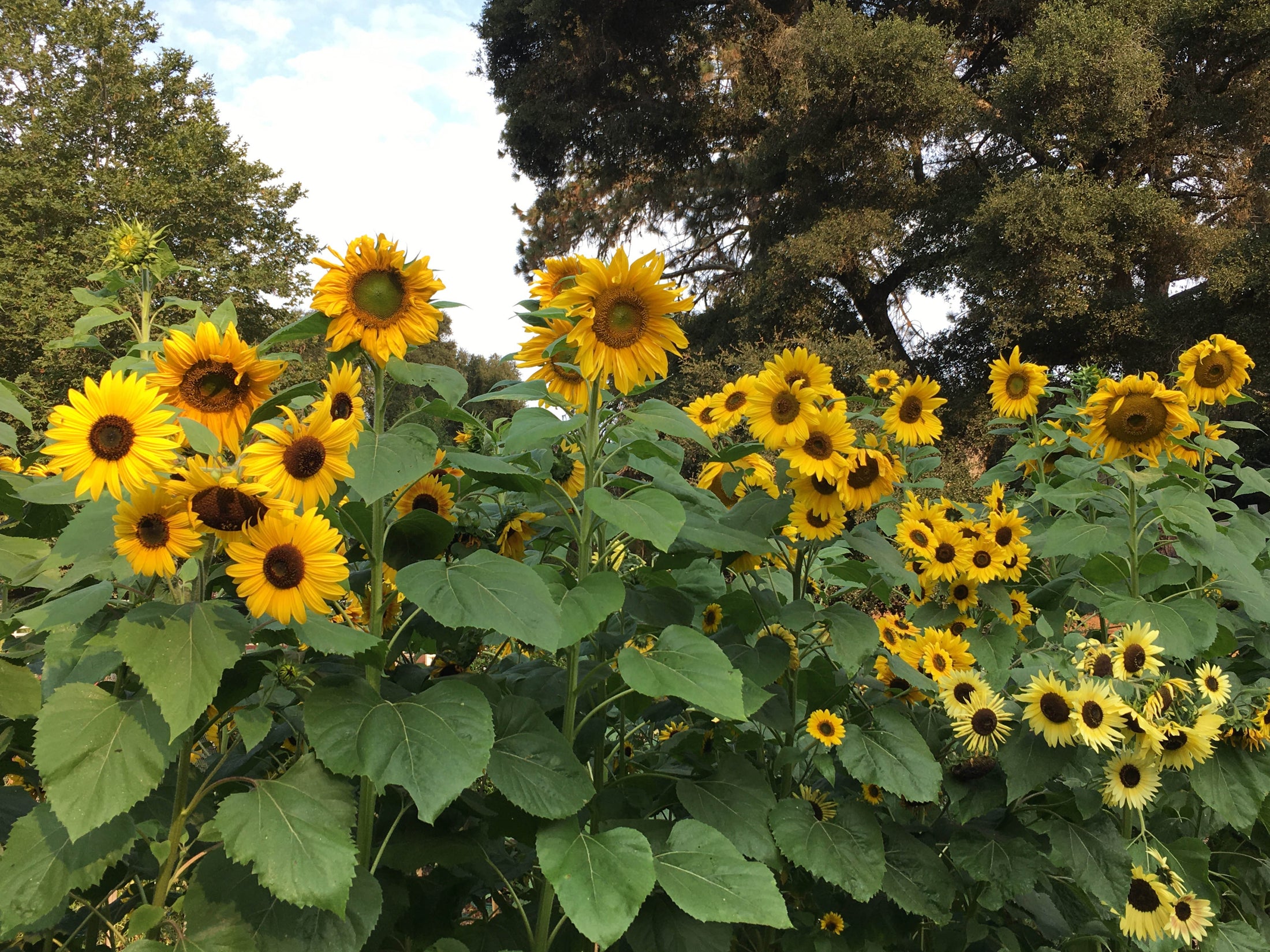 'A Sunflower Forest' Bonus Pack – Renee's Garden