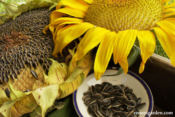 'Snack Seed' Edible Sunflowers | Renee's Garden Seeds