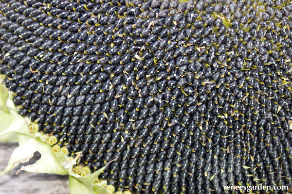 'Snack Seed' Edible Sunflowers | Renee's Garden Seeds