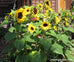 'Junior' Container Sunflowers – Renee's Garden