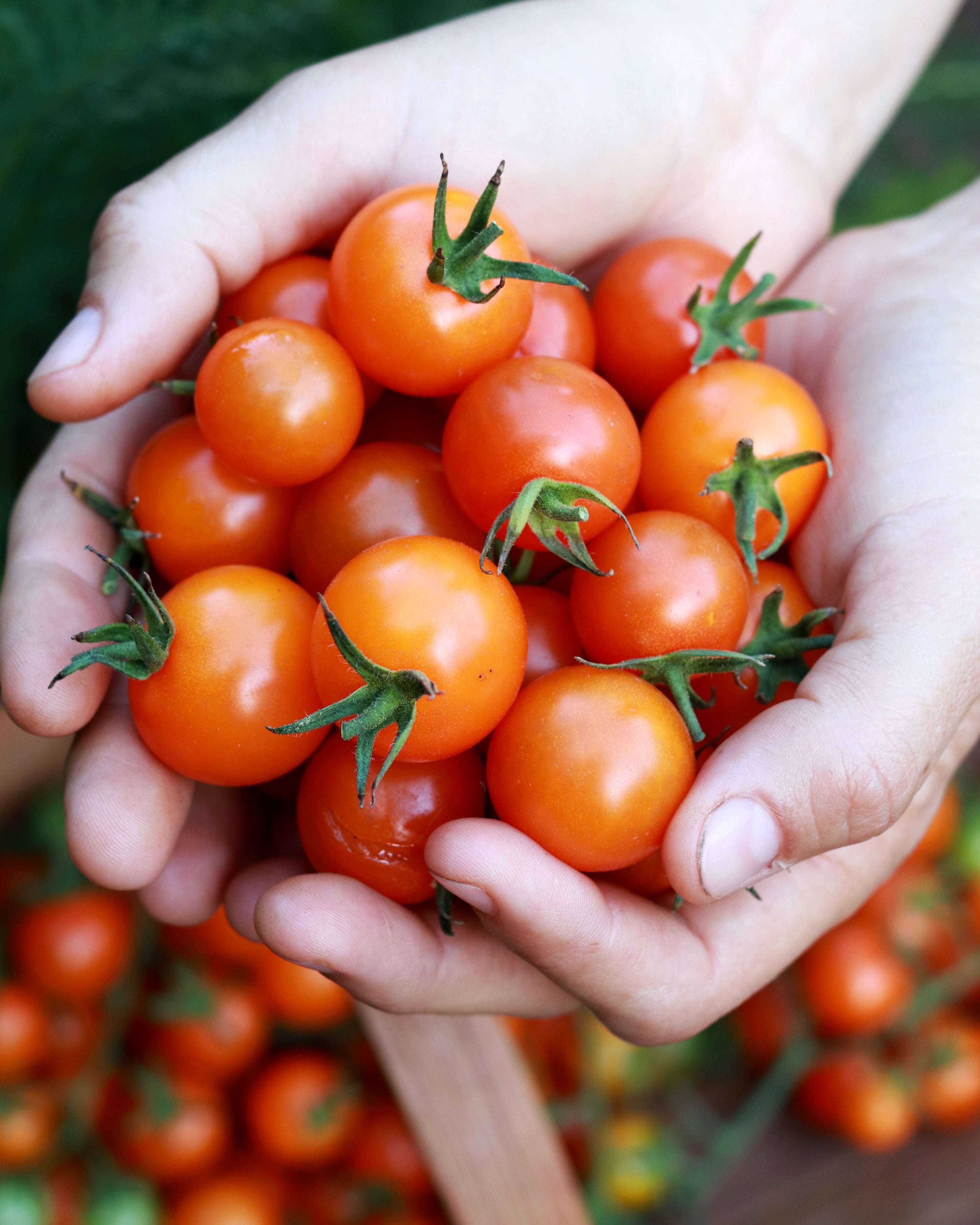 'Sungold' Orange Cherry Tomatoes – Renee's Garden