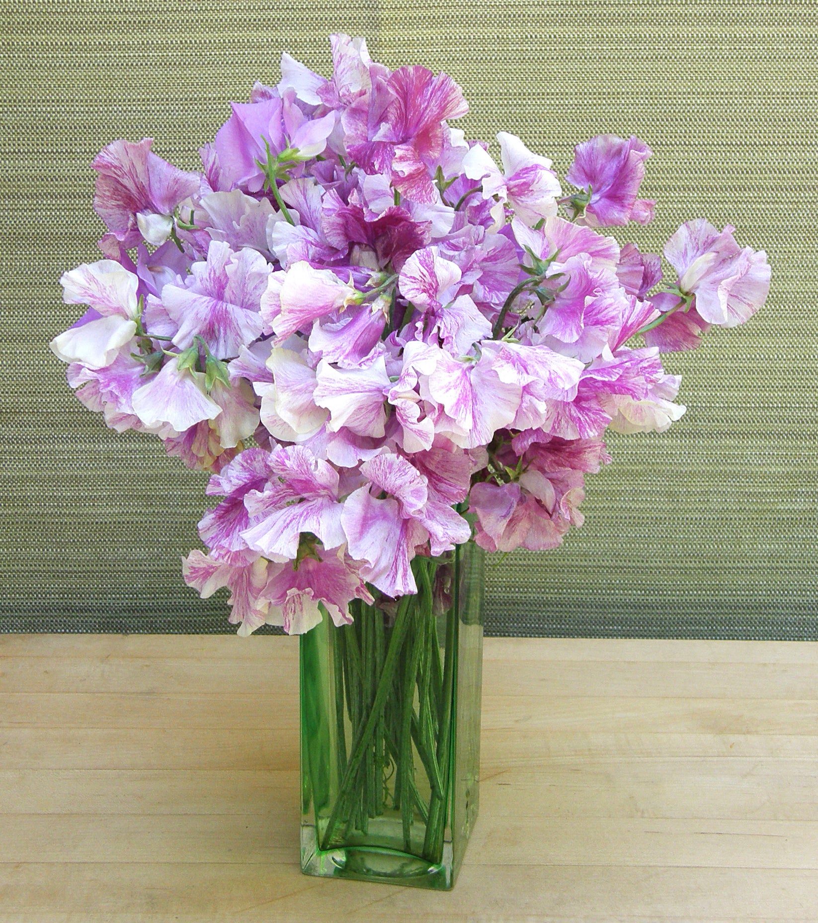 'Raspberry Twirl' Fragrant Sweet Peas – Renee's Garden