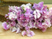 'Raspberry Twirl' Fragrant Sweet Peas – Renee's Garden