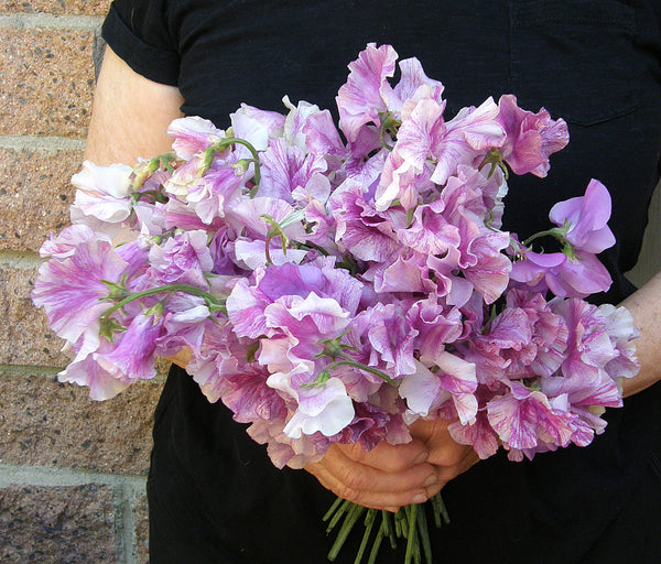 'Raspberry Twirl' Fragrant Sweet Peas – Renee's Garden
