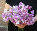 'Raspberry Twirl' Fragrant Sweet Peas – Renee's Garden