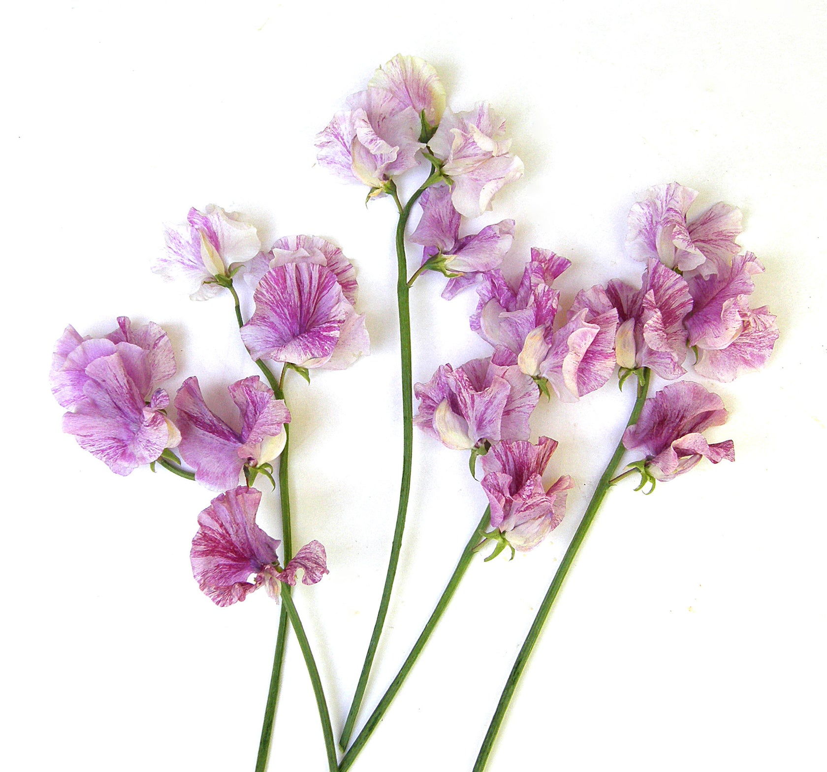 'Raspberry Twirl' Fragrant Sweet Peas – Renee's Garden