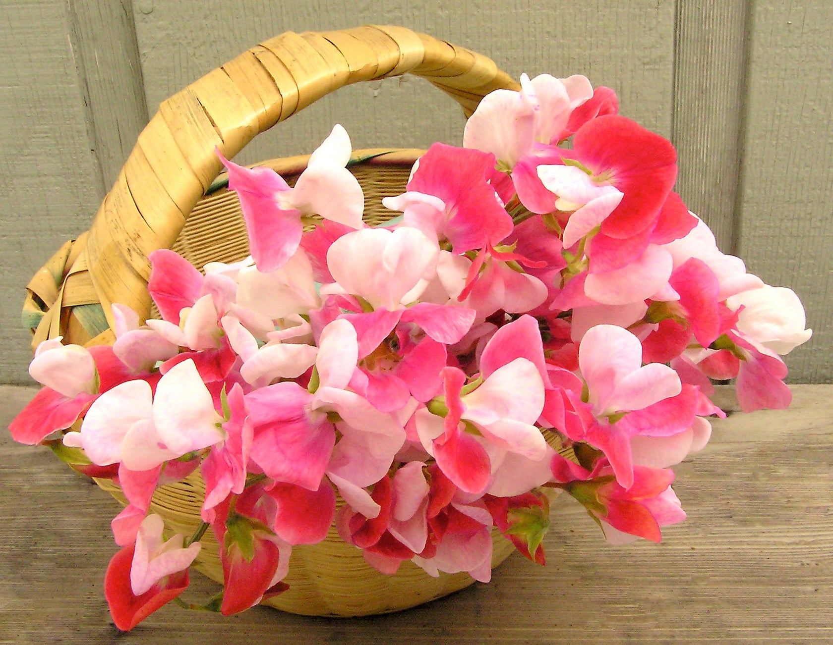 'Heirloom Painted Lady' Scented Sweet Peas – Renee's Garden