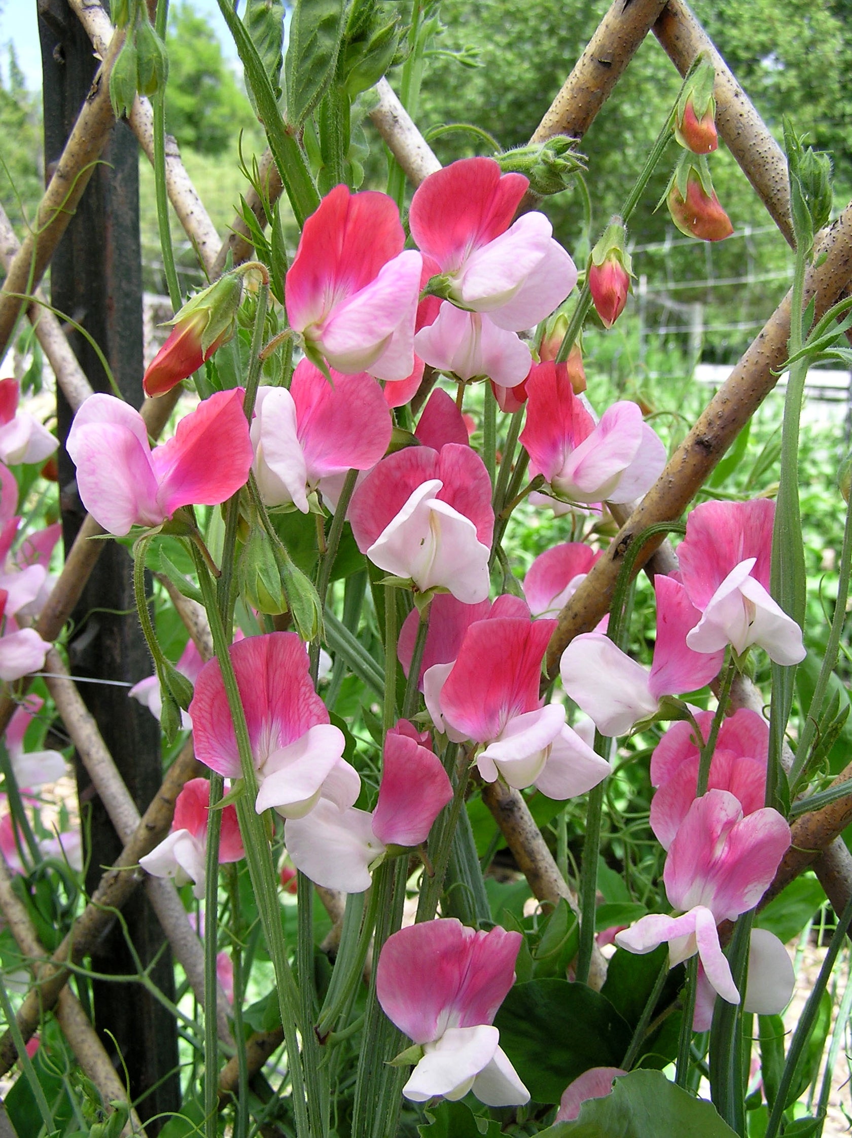 'Heirloom Painted Lady' Scented Sweet Peas – Renee's Garden