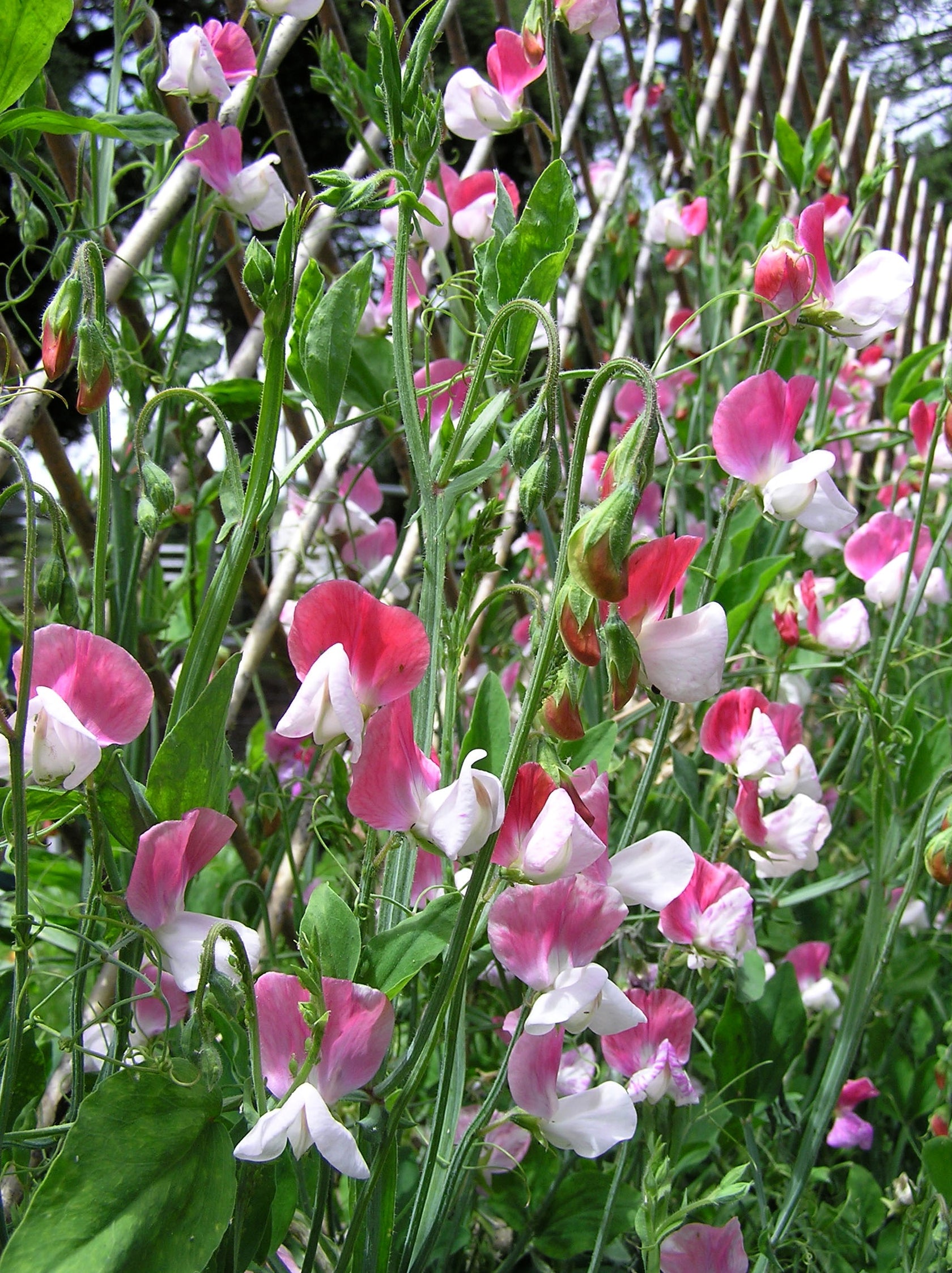 'Heirloom Painted Lady' Scented Sweet Peas – Renee's Garden
