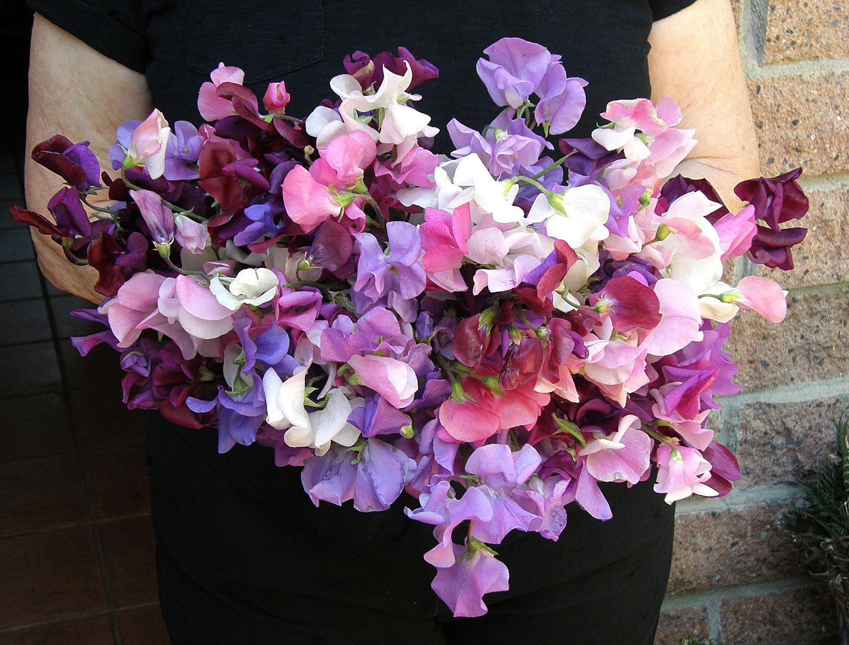 'Perfume Delight' Heirloom Sweet Peas – Renee's Garden