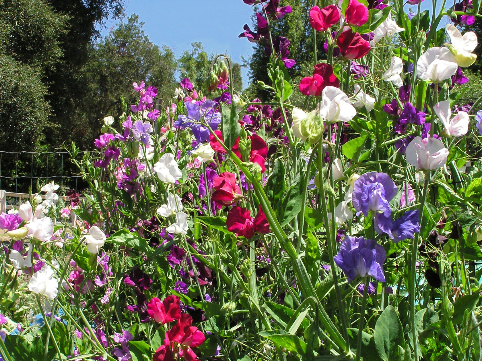 'Spencer Ruffled' Heirloom Sweet Peas – Renee's Garden