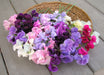 'Spencer Ruffled' Heirloom Sweet Peas – Renee's Garden