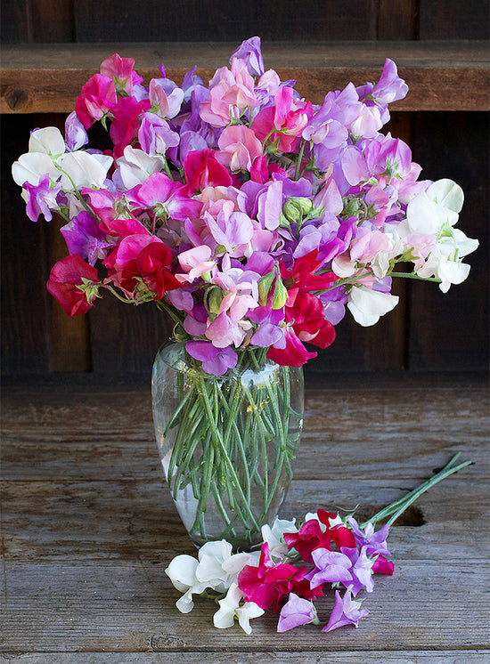 'Chiffon Elegance' Early Blooming Sweet Peas – Renee's Garden