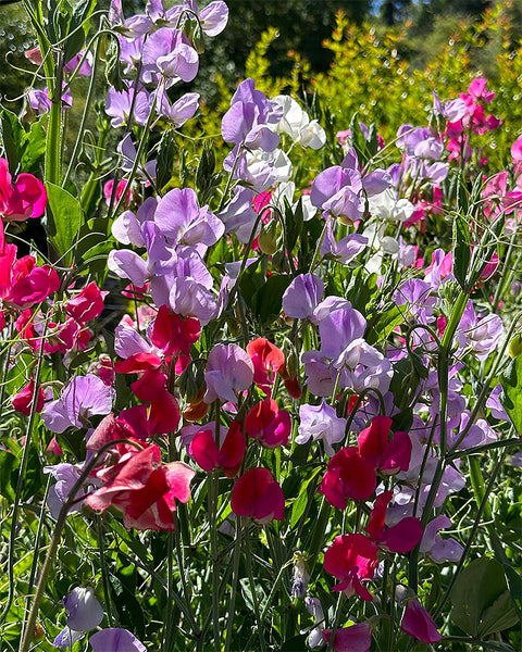 'Chiffon Elegance' Early Blooming Sweet Peas | Renee's Garden Seeds
