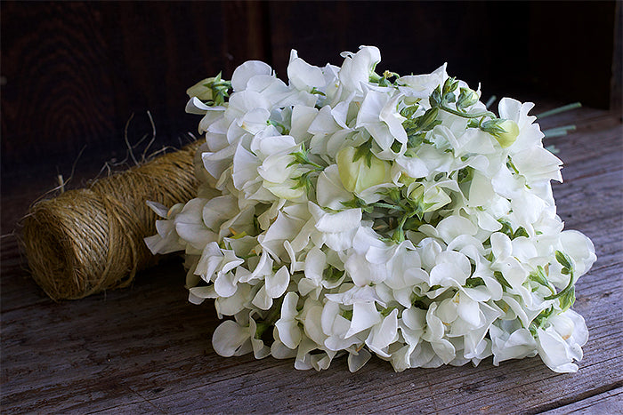 'Royal Wedding' Heirloom Sweet Peas | Renee's Garden Seeds