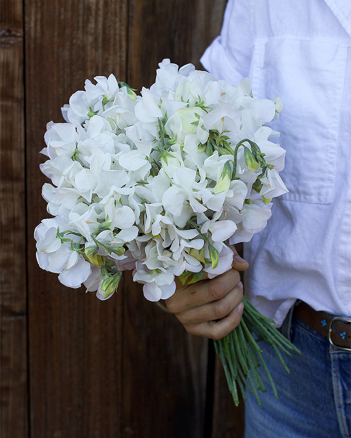 'Royal Wedding' Heirloom Sweet Peas | Renee's Garden Seeds