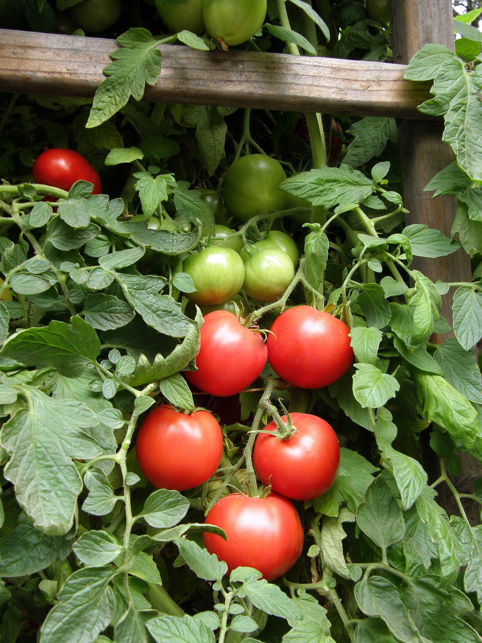 'Crimson Carmello' Top Flavor Tomato – Renee's Garden