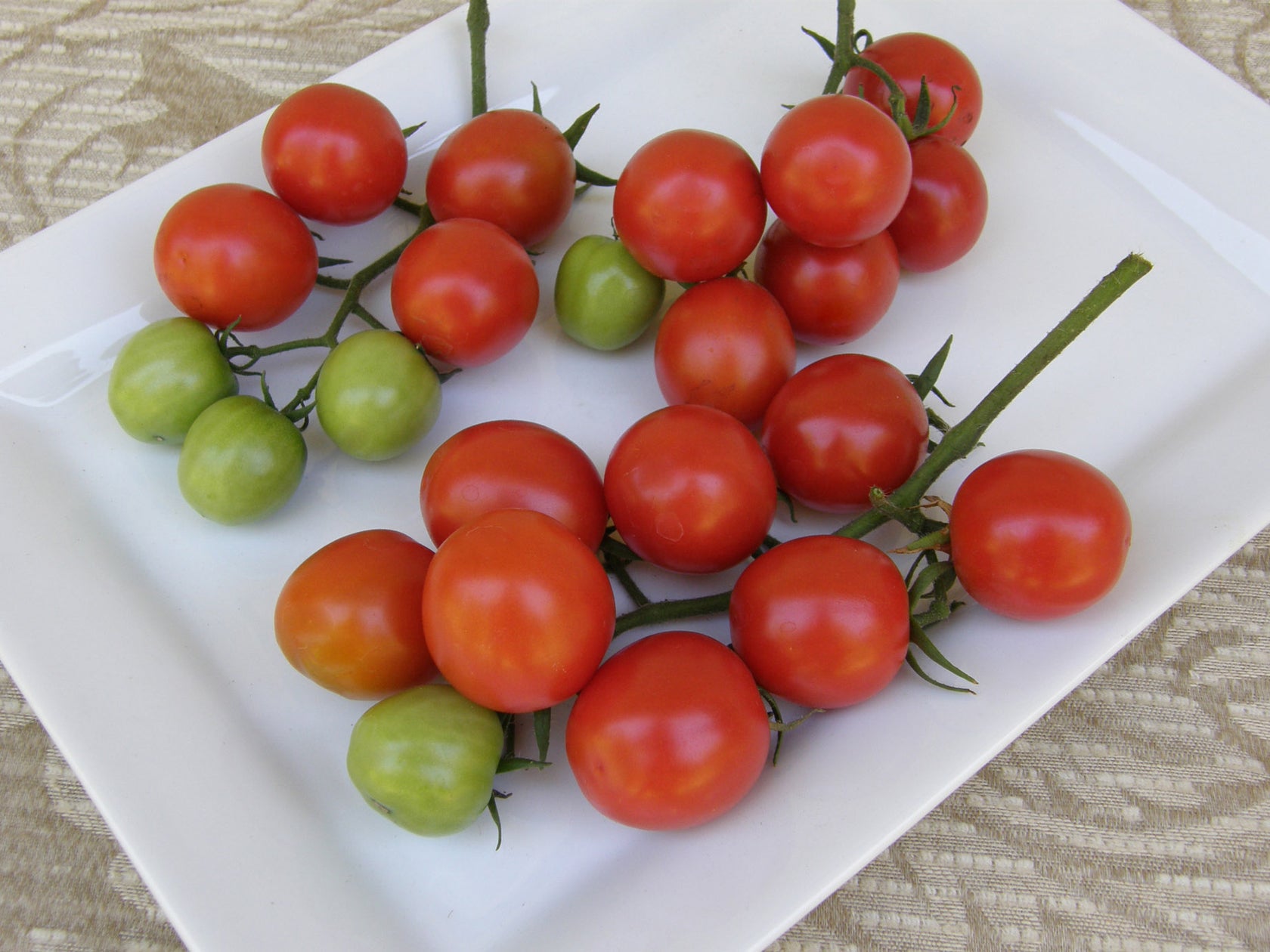 'Camp Joy Cherry' Heirloom Tomatoes – Renee's Garden