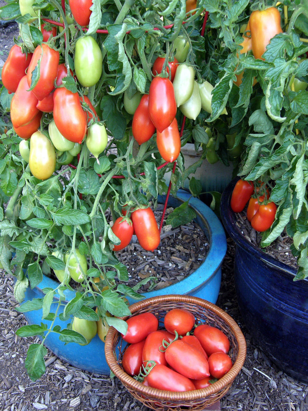 'Inca Jewels' Container Roma Tomato – Renee's Garden