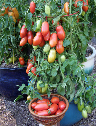 'Inca Jewels' Container Roma Tomato – Renee's Garden