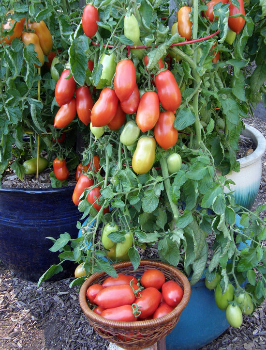 'Inca Jewels' Container Roma Tomato – Renee's Garden