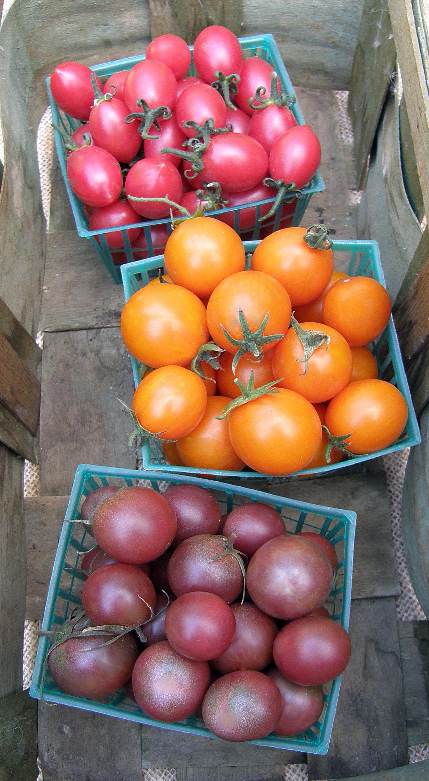 'Triple Treats' Cherry Tomato Trio – Renee's Garden