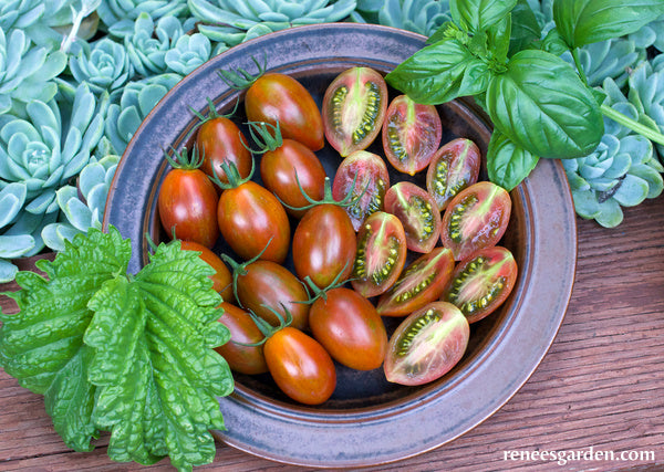 'Bronze Torch' Grape Tomatoes | Renee's Garden Seeds