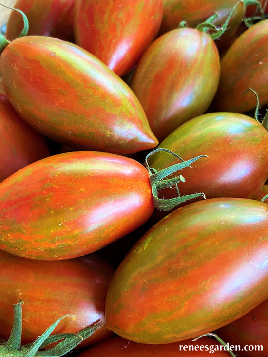 'Bronze Torch' Grape Tomatoes – Renee's Garden