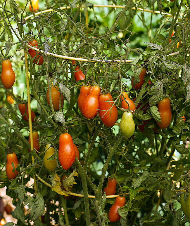'Prairie Fire' Container Tomato | Renee's Garden Seeds
