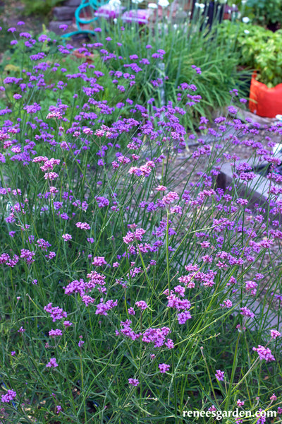 'Vanity Verbena' Pollinator Wildflowers | Renee's Garden Seeds